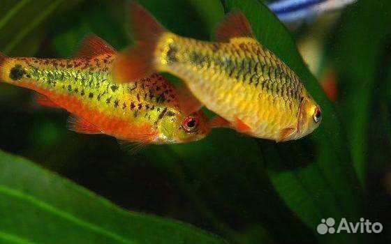 3 барбуса Шуберта в хорошие руки