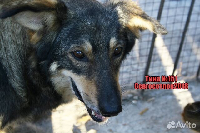 Тина в добрые руки