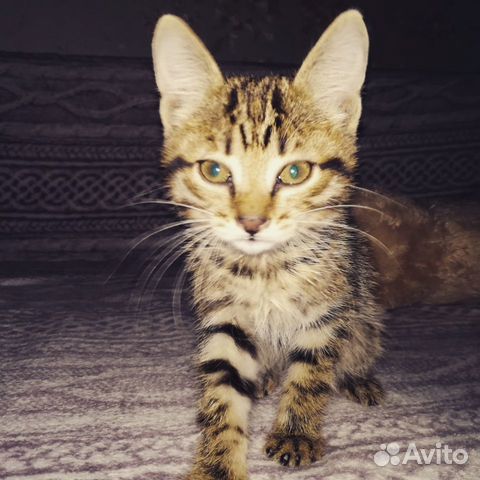 Отдам котенка