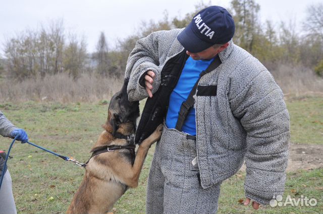 Подрощенный щенок малинуа