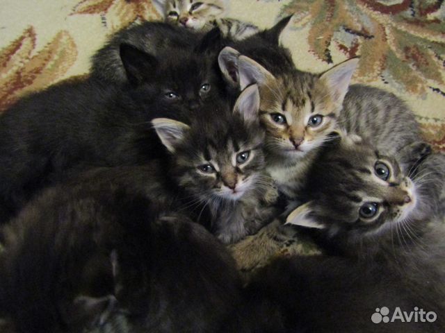Котята в хорошие руки