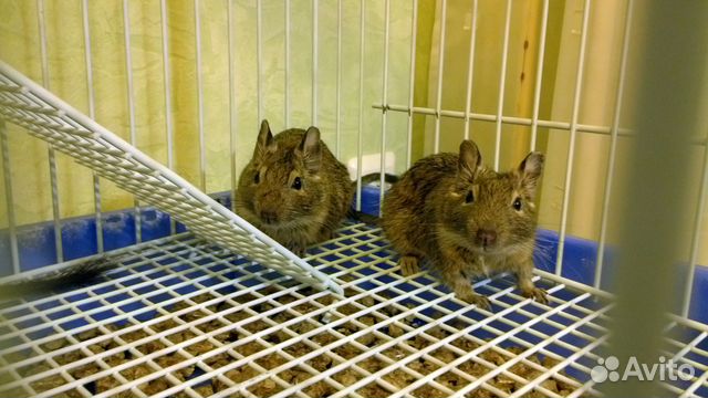 Дегу (чилийские белки)