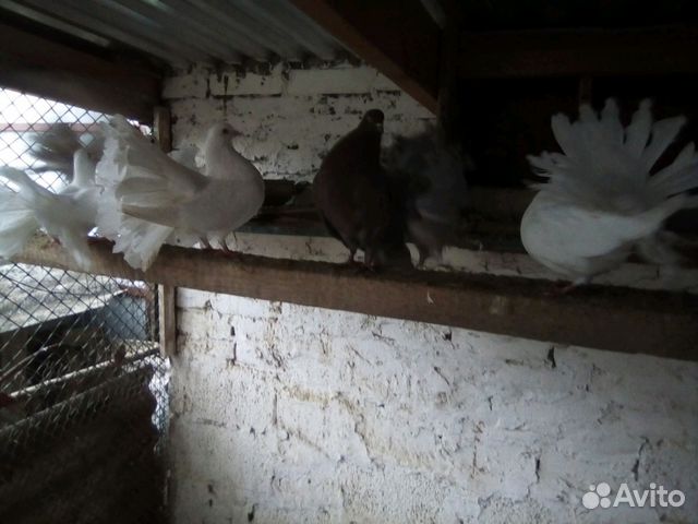 Голуби, утки дикие