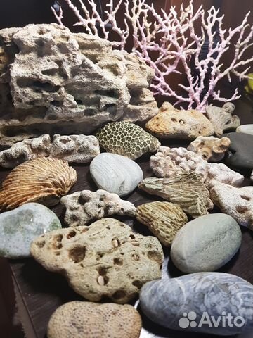 Продам кораллы в аквариум