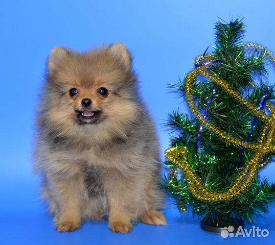 Девочка миниатюра