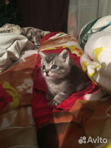 Отдам котёнка
