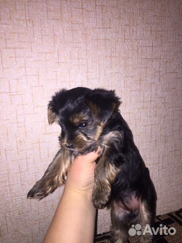 Йоркширский терьер