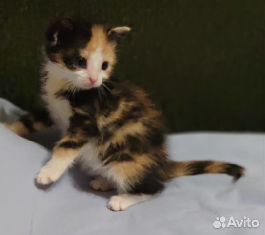 Котенок трехцветка Элис в добрые руки