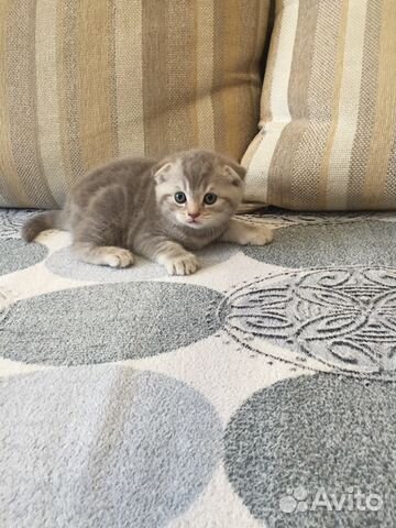 Шотландский красавчик