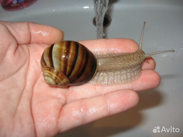 Улитка виноградная хеликс(Helix lucorum)