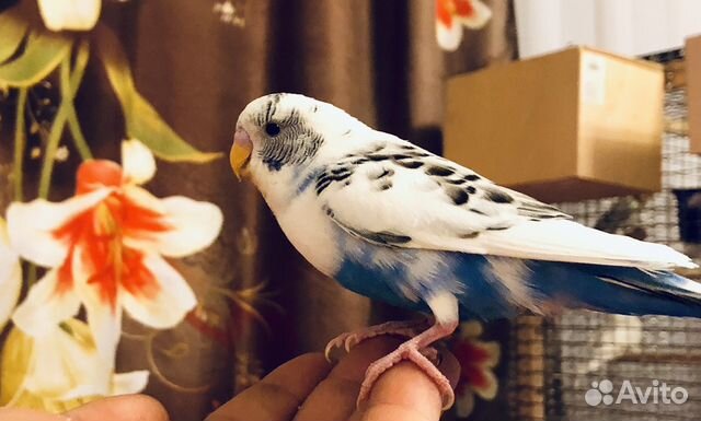 Попугай волнистый для разведения