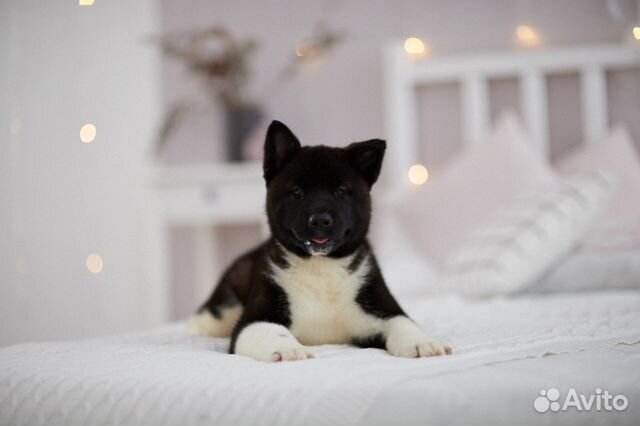 Яркие Акитята