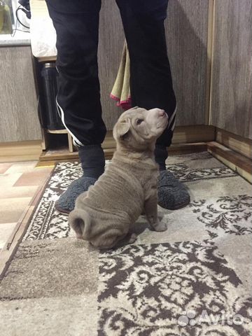 Шарпей мальчик, лиловый