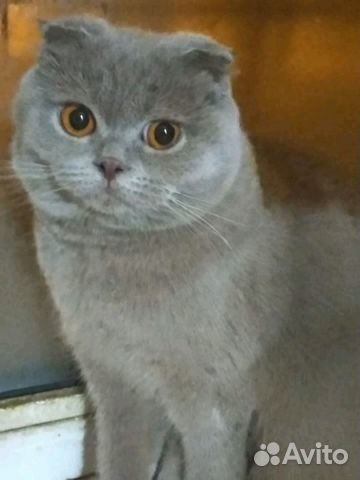 Шотланский котенок девочка 5мес