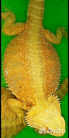 Бородатая агама самец