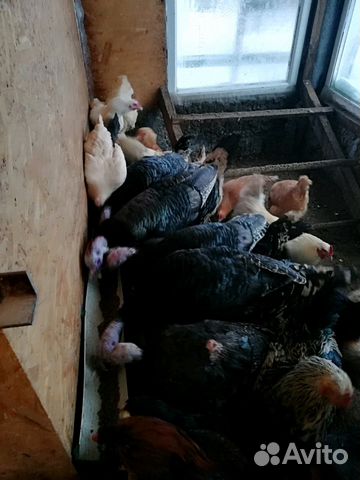 Продам индюков