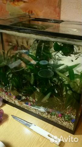 Аквариум с рыбками и живыми водорослями