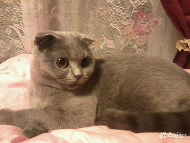 Котята породистые британцы