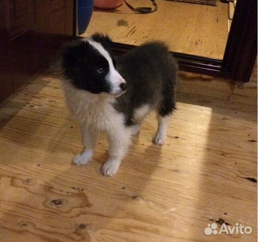 Ищем дом Умке