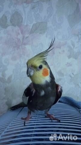 Попугай карелла с клеткой