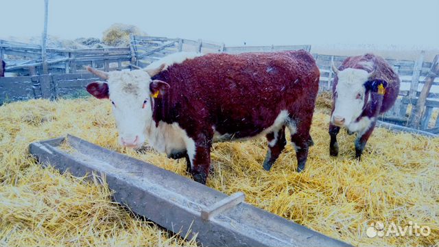Продается две телки
