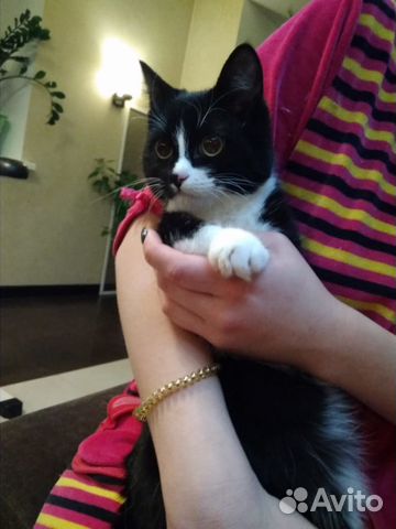 Котик Бостон