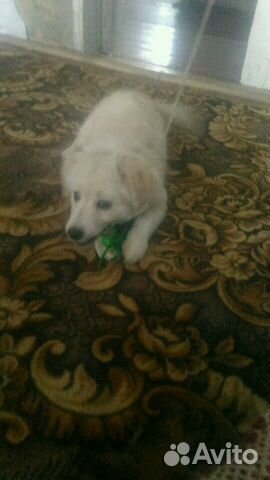 Болонка смесь