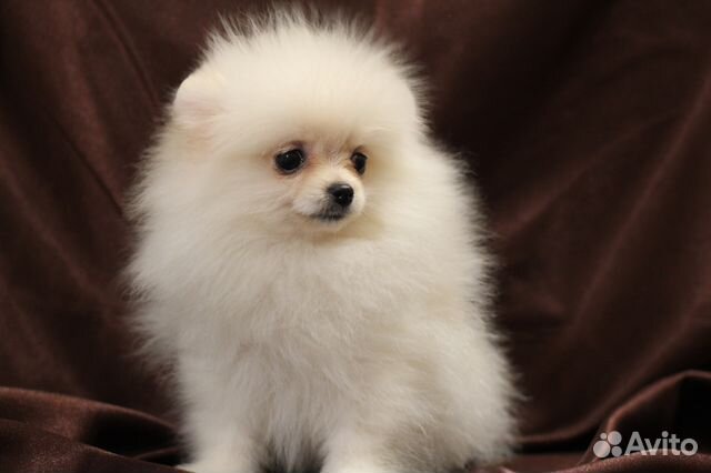 Ванильная облачко