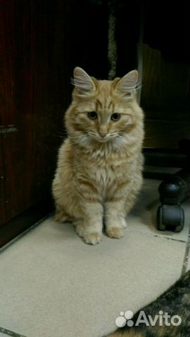 Кисулечка - красотулечка