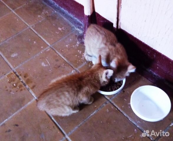 Домашних котят выкинули на мороз