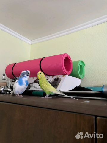 Отдам попугая девочку зелёная