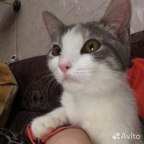 Кошка полгода