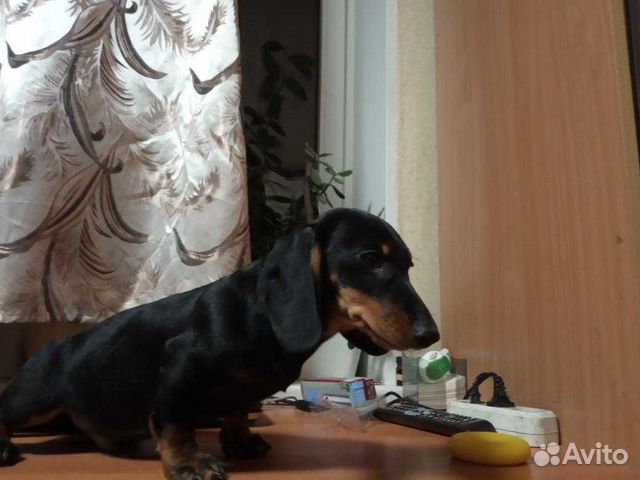 Щенки таксы