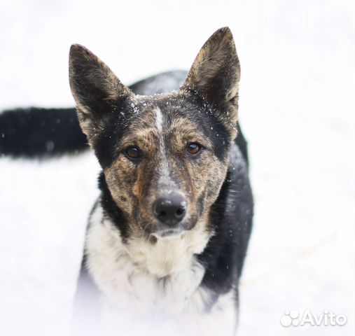 Позитивная красотка Кнопка