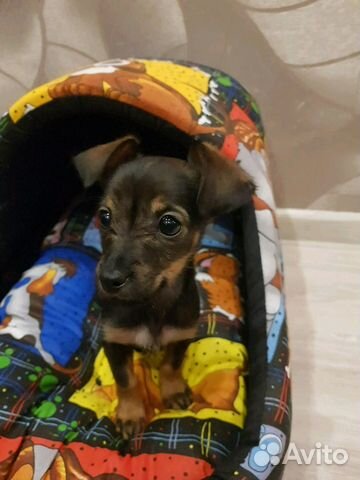 Метиска девочка 3 месяца чихуа с тоем