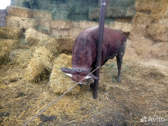 Бык осеменитель. Почти 2 года