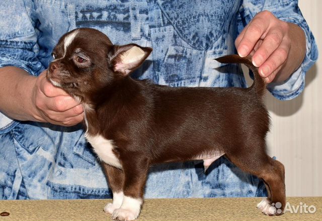 Мальчик Амурчик