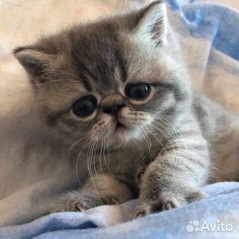 Экзотическая