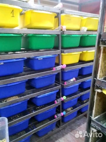 Ферма крыс продает крыс