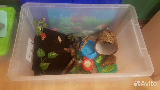 Улитки с террариумом