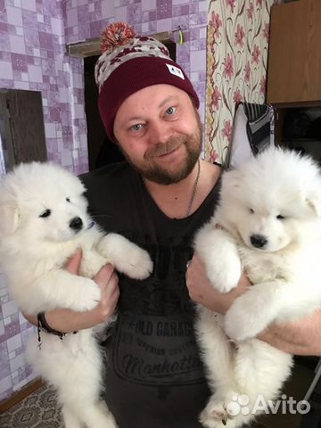 Щенок Самоеда
