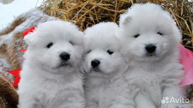 Пушистые щенки Самоеда