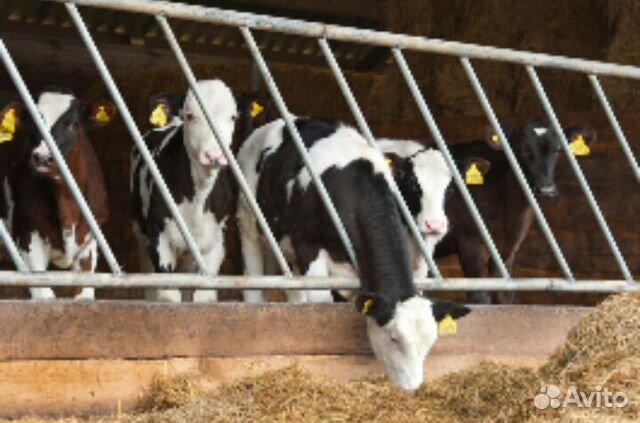 Телята бычки от племенного скота