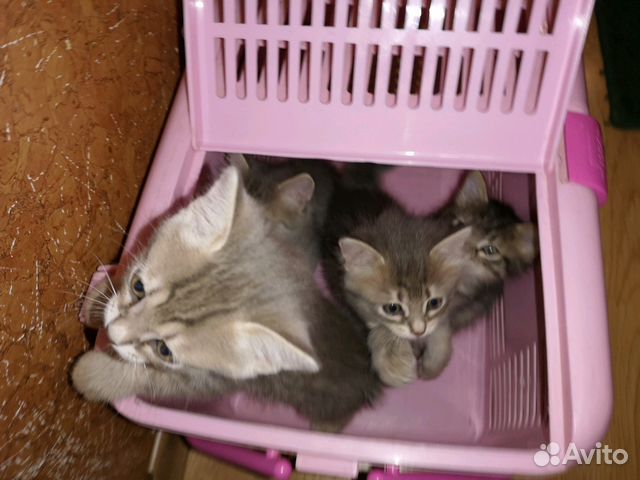 Отдам в хорошие руки котят. Помесь Курильского боб