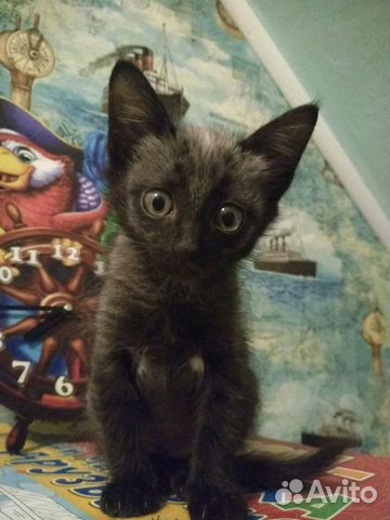 Кошечка 1,5 месяца в хорошие руки