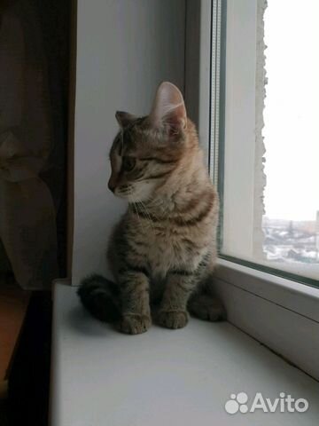 Котенок в добрые руки