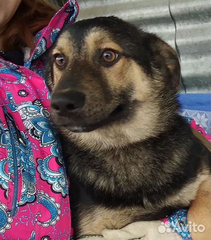 Молодой контактный ласковый пес Орфей вдобрые руки