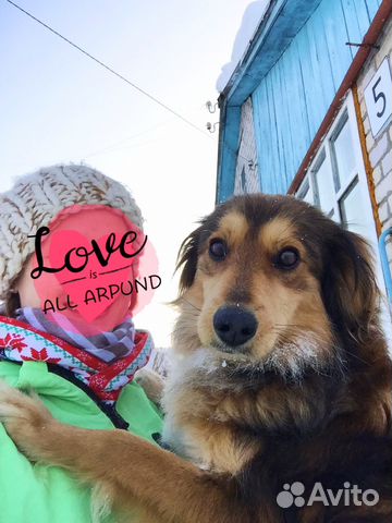 Собака в добрые руки