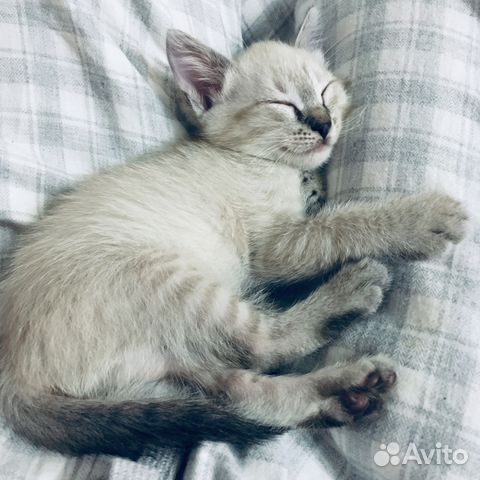 Тайский окрас - котенок с голубыми глазами