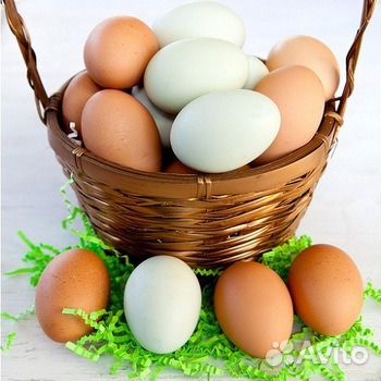 И.яйцо.цыплята.Куры